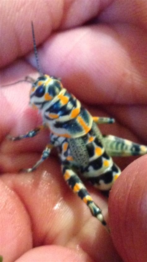 Colorful Grasshopper Lizard West Texas Grasshopper