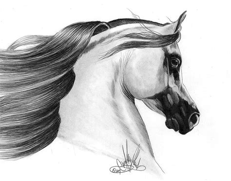 Arabian Horse Drawing At Explore Collection Of
