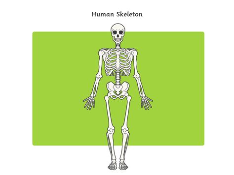 Skeleton Diagram 3rd Grade Quiz Wayground