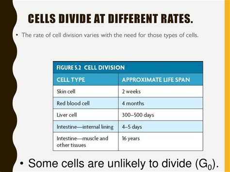 Cell Cycle Cell Division Ppt Download
