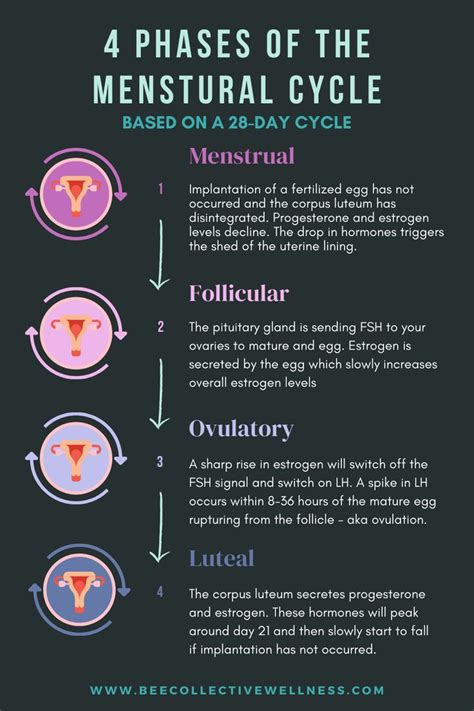 Do You Know The Different Phases Of The Menstrual Cycle Bee Collective Wellness Menstrual