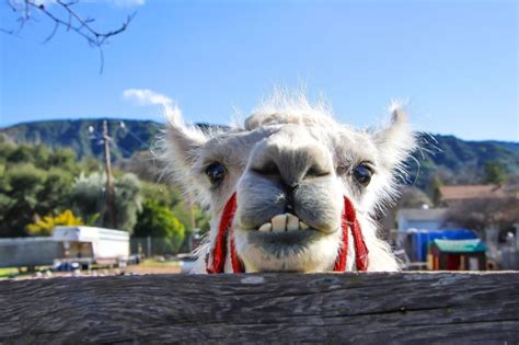 Chris Gledhill On Linkedin Winamp Deletes Entire Github Source Code Repo After A Rocky Few Weeks