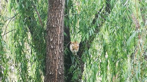 猫和精神病患者 哔哩哔哩