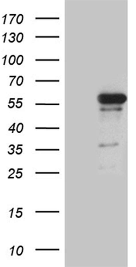 Runx3 Monoclonal Antibody Oti11d5 Truemab Origene 100 μl