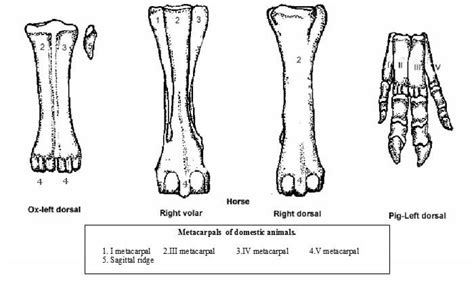 Metacarpal Bones Of Ox Horse Dog Fowl Rabbit Sheep And Goat