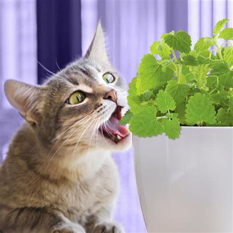Buy Live Catnip Plants Certified Organic Pet Greens