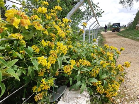 תצפית 154656 שלהבית המדבר