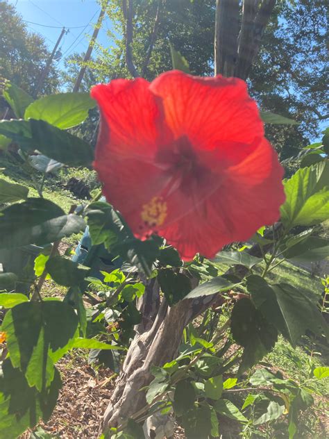 Perennial Hibiscus Flowers How To Make Them Last Sc Garden Guru