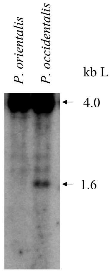Mitochondrial Rflp Of Total Dna Restricted By Xba I Hybridized With The
