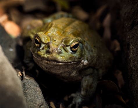 Sonoran Desert Toad Nature Myth And Mystery In The Desert