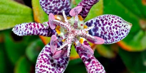 Imagenes De Flores Exoticas Las Flores Exóticas Más Sorprendentes