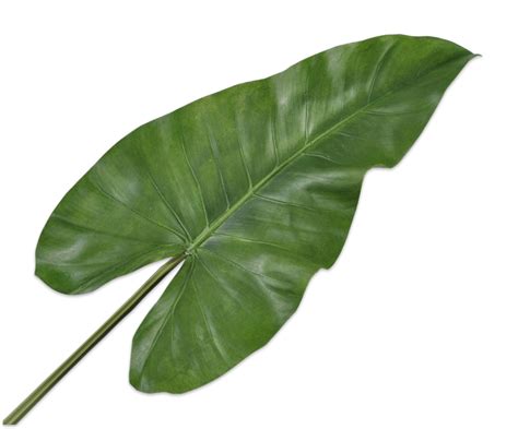Alocasia Leaf Green 93 Cm Green Mall