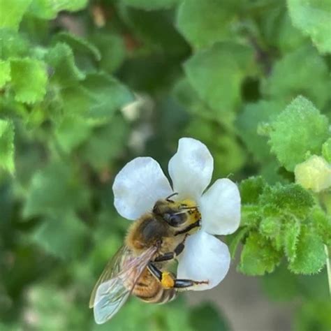 Shima Rezaei On Linkedin Earth Day 2024 Nature Challenge At Saskenergy