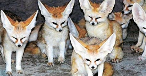 어린왕자 친구 사막여우 보러 오세요