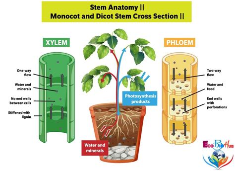 Xylem In Stem