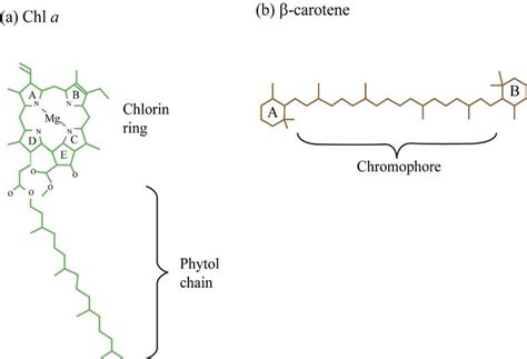 6 Chemical Structure Of A Chl A With Tetrapyroles With Fifth Download Scientific Diagram