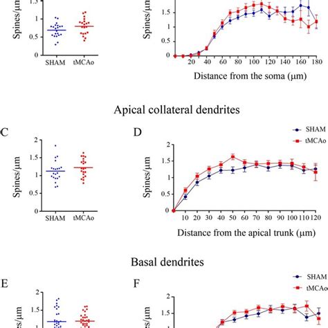 Comparative Morphometric Analysis Of Dendritic Spines From Pyramidal Download Scientific