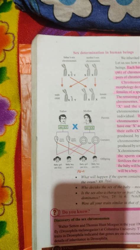 Sex Determination In Human Beingswe Inheritedlet Us See How S Beings E
