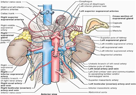Renal Artery Vs Renal Vein Renal Artery Function Dxjfw