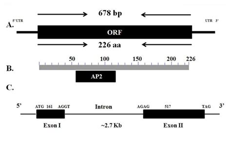 a the full length coding sequence of jnrap2 like is 678 bp starting