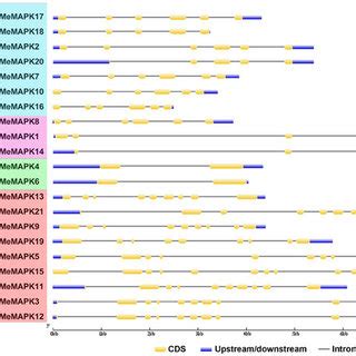 The Phylogenetic Relationship And Exon Intron Structure Analyses Of Download Scientific Diagram