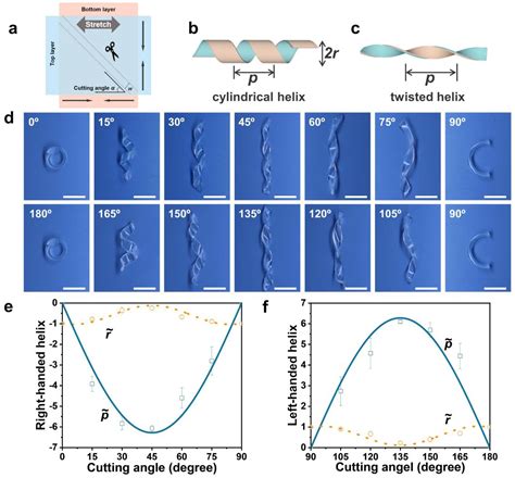 宁波大学赵传壮课题组cm：具有拉伸诱导各向异性的聚合物互穿网络的仿生自变形 中国聚合物网科教新闻