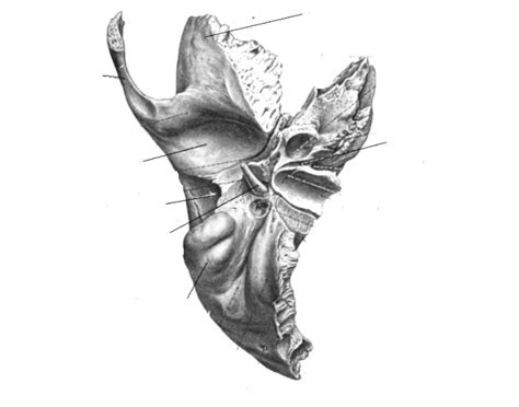 Temporal Inferior — Printable Worksheet