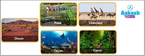 Nutrient Cycle Definition Types Examples Carbon Cycle AESL