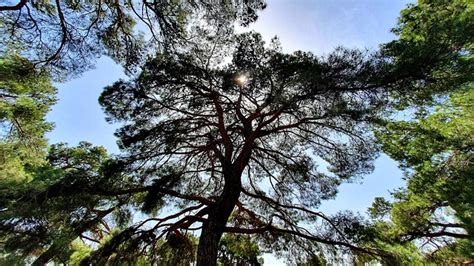 Trees Perspective Sky Free Photo On Pixabay Pixabay