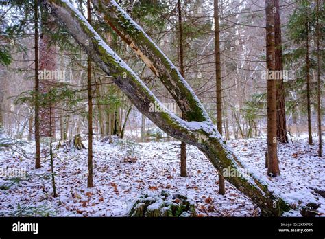 A Bent Tree With Two Branches In The Untouched Forest Of The Nature Park Stock Photo Alamy