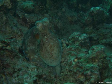 Impressionen Der Unterwasserwelt Des Mittelmeeres Bei Malta