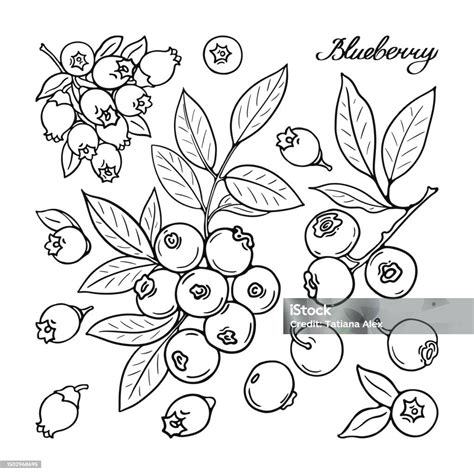 Blueberry Black And White Berries Set Handdrawn Flat Image Vector