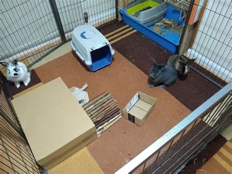 New Bun Setup Rrabbits
