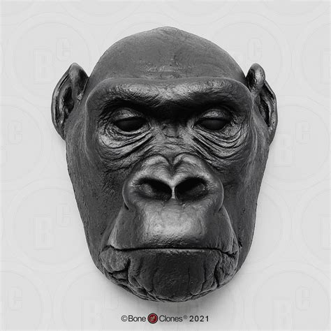 Female Gorilla Head Life Cast Bone Clones Osteological Reproductions