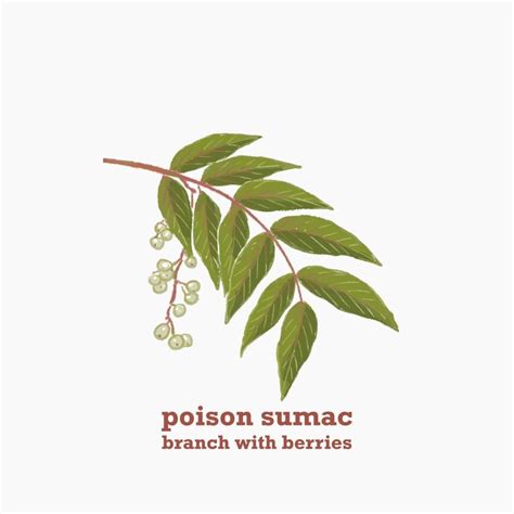 Poison Sumac Minneopa Orchards