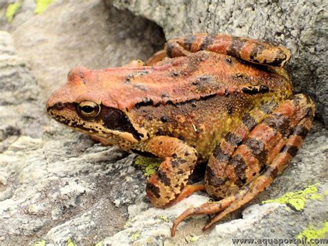 Rana Temporaria Grenouille Rousse