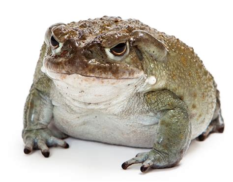 Toad Avoidance Training For Dogs Animal Experts