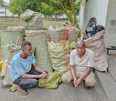 Two Arrested In Coast Region Drug Trafficking Bust Under Coverist