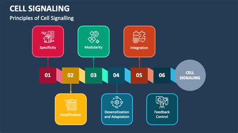 Cell Signaling PowerPoint And Google Slides Template PPT Slides