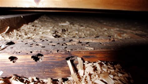 Repair Carpenter Ant Damage