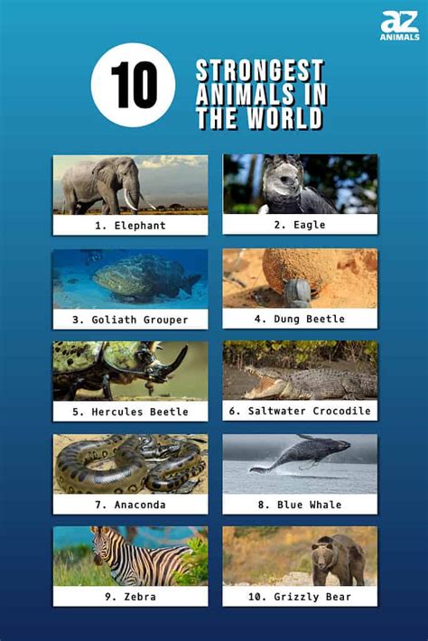 Most Powerful Animals In The Animal Kingdom At Tayla Macdermott Blog