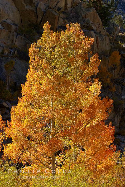Quaking Aspen Photograph Populus Tremuloides Bishop Creek Canyon