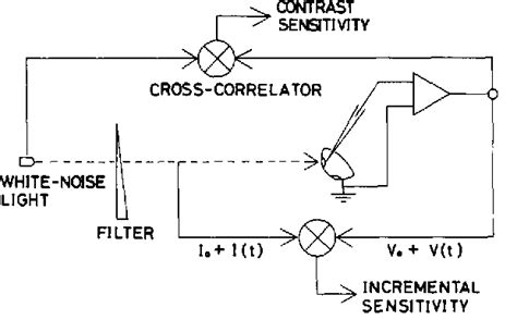 Figure 1 From Dynamics Of Cockroach Ocellar Neurons Semantic Scholar
