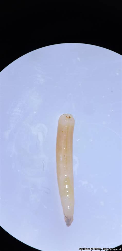 Tephritidae 1tephf Photos Eppo Global Database