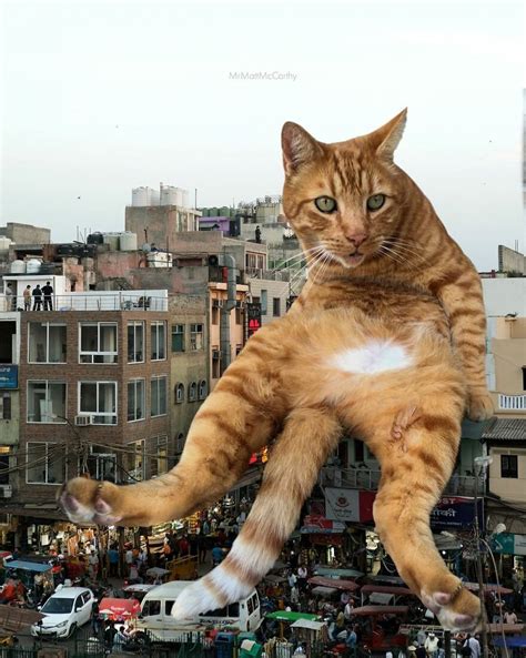 91 Surreal Photo Edits With Giant Cats By Matt Mccarthy New Pics