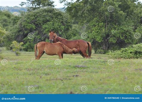 The Sumbawa Horse Is A Breed Of Pony Named After The Island Where They