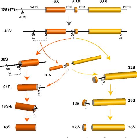 Figure 1 From Functional Dichotomy Of Ribosomal Proteins During The Synthesis Of Mammalian 40s