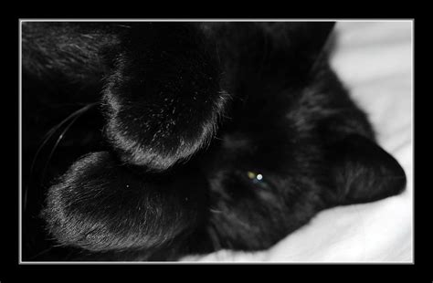 Peeking Pussy By Tula Montage On Deviantart