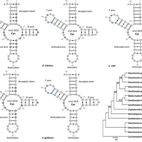 Superimposition Of Secondary Structures Of Mitochondrial Trnc A And
