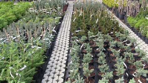 ყვავილების და წიწვოვანი მცენარეების სანერგე სართიჭალაში Youtube